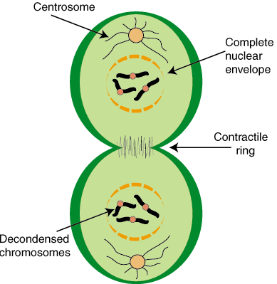 Telophase – Cell Cycle by Biology Genius
