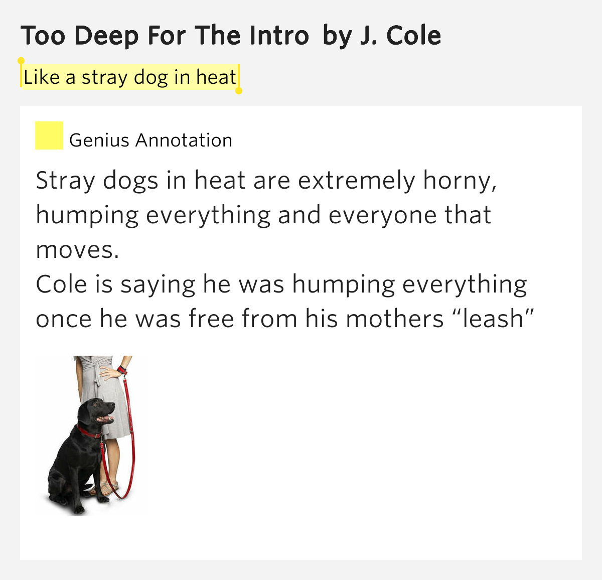 Like A Stray Dog In Heat Too Deep For The Intro Lyrics Meaning like-a-stray-dog-in-heat-too-deep-for-the-intro-lyrics-meaning