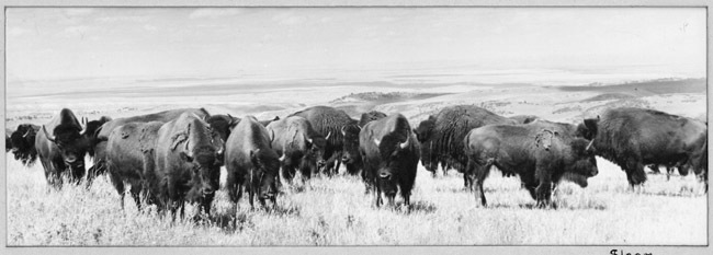 Tom Roush – Home on the Range Lyrics | Genius Lyrics