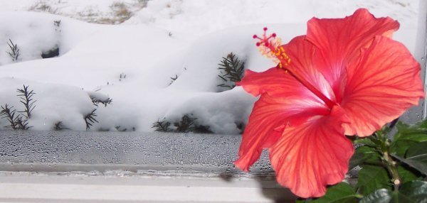 Louis MacNeice – Snow | Genius