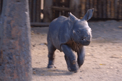 Neuer Editor: rhinozer | Genius