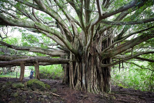 Rabindranath Tagore – The Banyan Tree | Genius