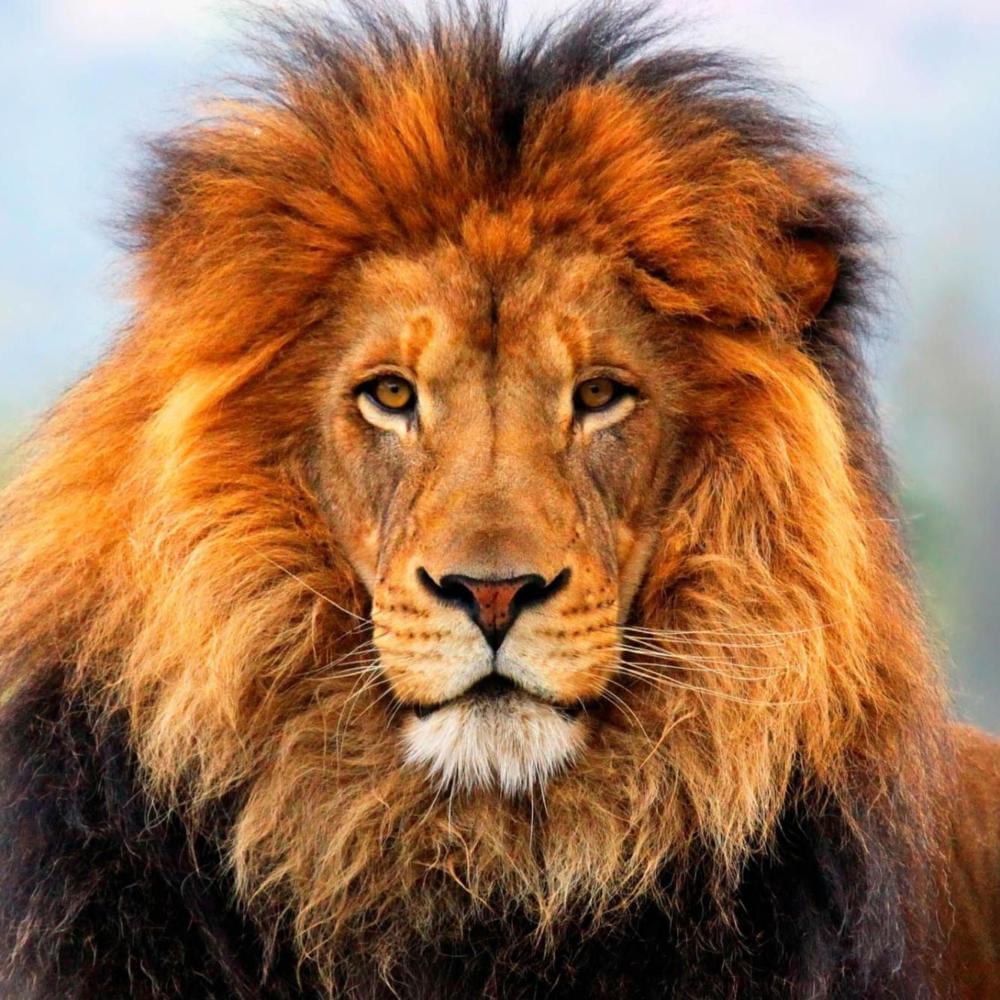 Jon Bellion When The Lions Come Lyrics Genius Lyrics