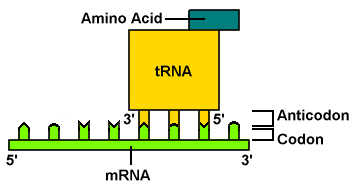 Anticodon Definition