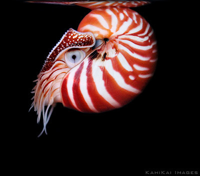 Oliver Wendell Holmes – The Chambered Nautilus | Genius