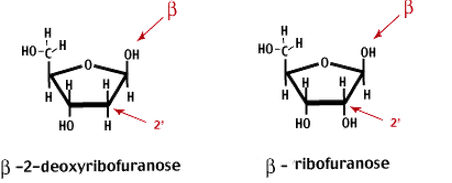 Beta Ribose