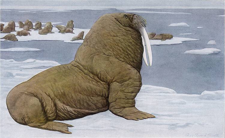 Muscular Walrus
