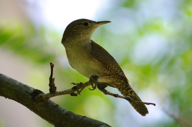 Samuel Taylor Coleridge – The Nightingale, a conversational poem. | Genius