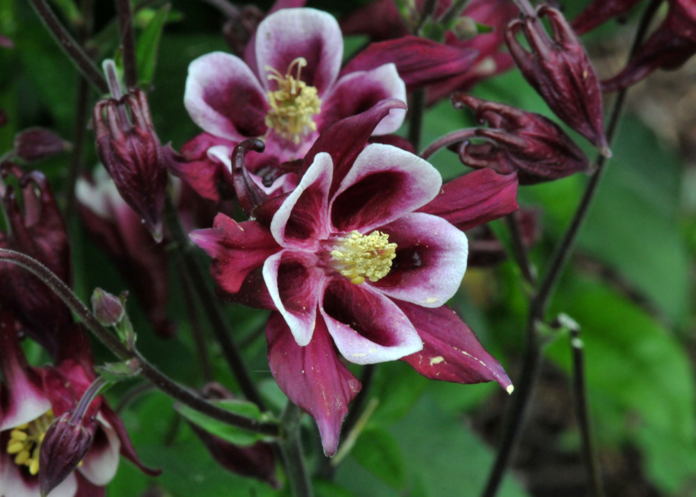 Emily Dickinson – The name—of it—is "Autumn" (656) | Genius