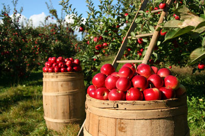 Robert Frost – After Apple-Picking | Genius