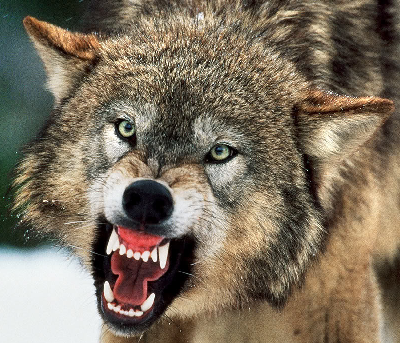 Family Force 5 – Raised By Wolves Lyrics | Genius Lyrics