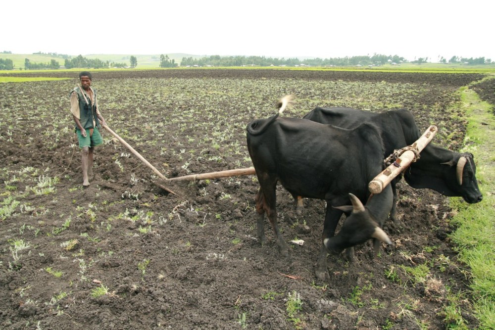 The Mountain Goats – Gojam Province 1968 Lyrics | Genius Lyrics