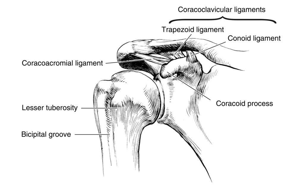 Coracoclavicular – Shoulder Girdle (Outline)