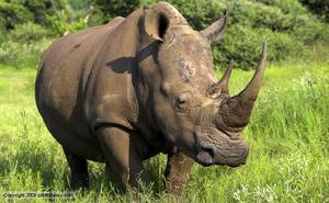 rhinozer | Genius