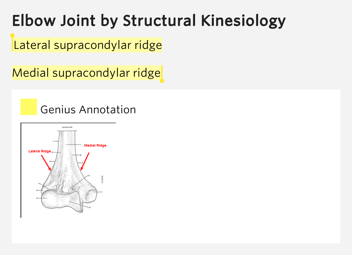 Lateral And Medial Supracondylar Ridges