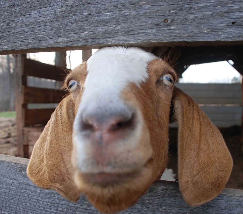 OT: There Is No Such Thing As The GOAT Rapper | Genius