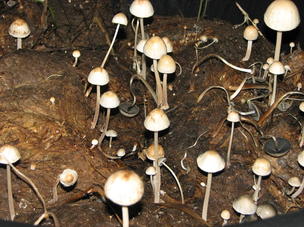 Picking psilocybin out of cow shit – Kablooey by The Palmer Squares