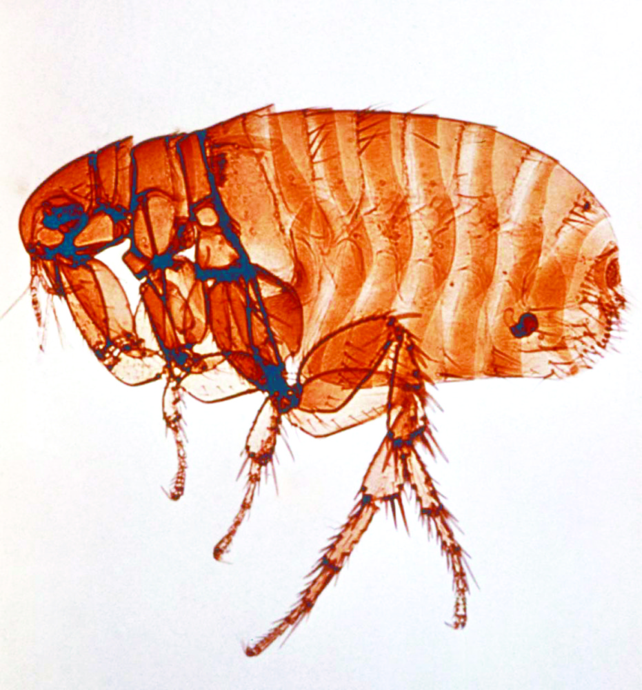 Ogden Nash – Fleas | Genius