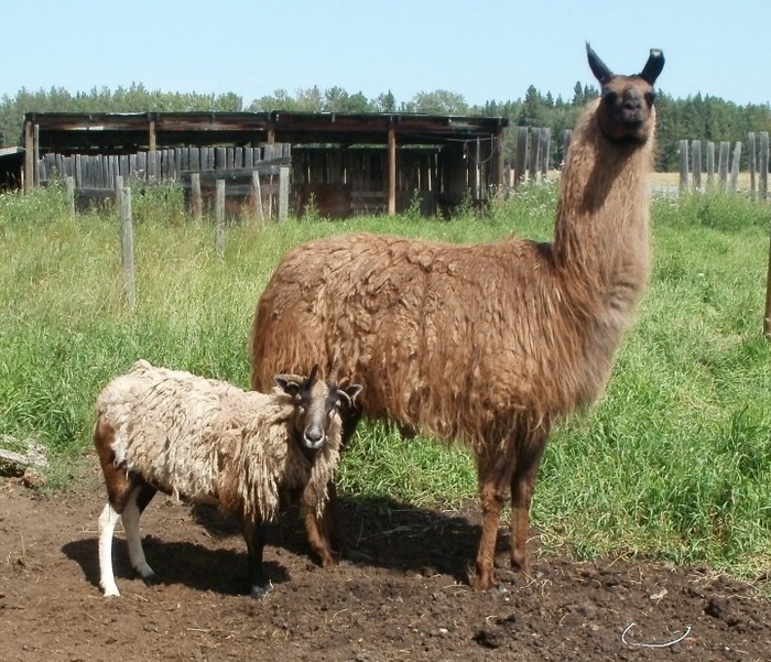 Why Kendrick Lamar is even better than GOAT | Genius