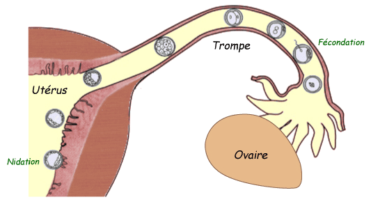 Trompes Utérines; oviductes des mammiferes; salpinx; trompe de fallope ...